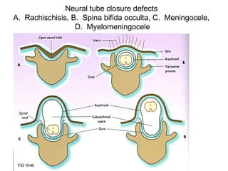 EMBRYOLOGY OF CNS 2025.ppt habib medical School | PPT