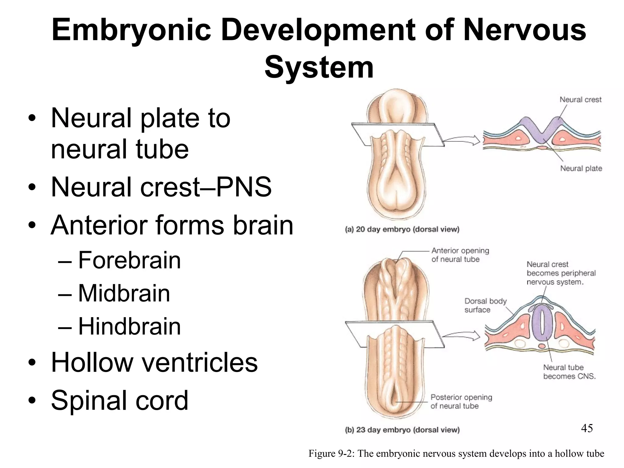 Embryology of the Central Nevous system and anomalies | PPT