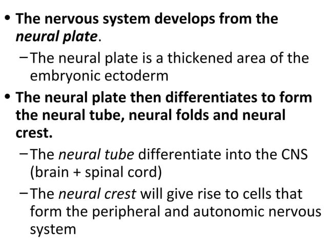 Embryology of the Central Nevous system and anomalies | PPT