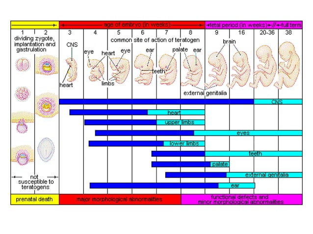 Embryology of the Central Nevous system and anomalies | PPT
