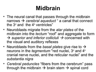 Embryology of the Central Nevous system and anomalies | PPT