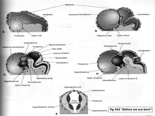 Embryology of the Central Nevous system and anomalies | PPT