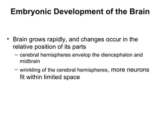 Embryology of the Central Nevous system and anomalies | PPT