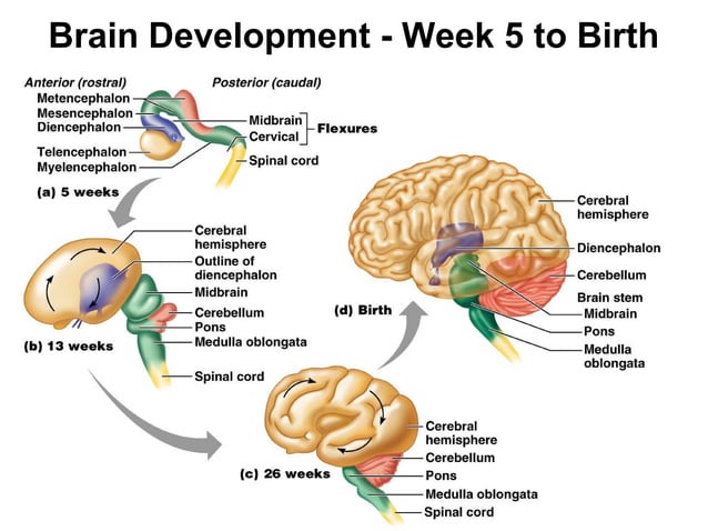 Embryology of the Central Nevous system and anomalies | PPT
