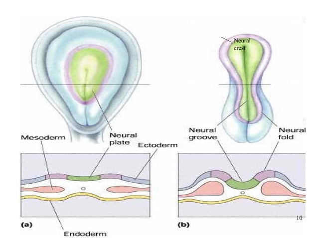 Embryology of the Central Nevous system and anomalies | PPT