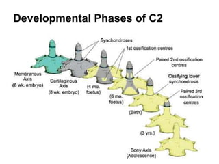 Embryology of the Craniovertebral Junction | PPTX