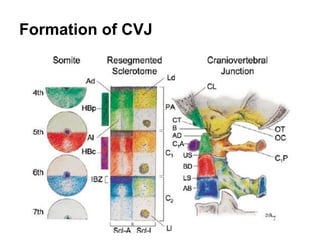 Embryology of the Craniovertebral Junction | PPTX