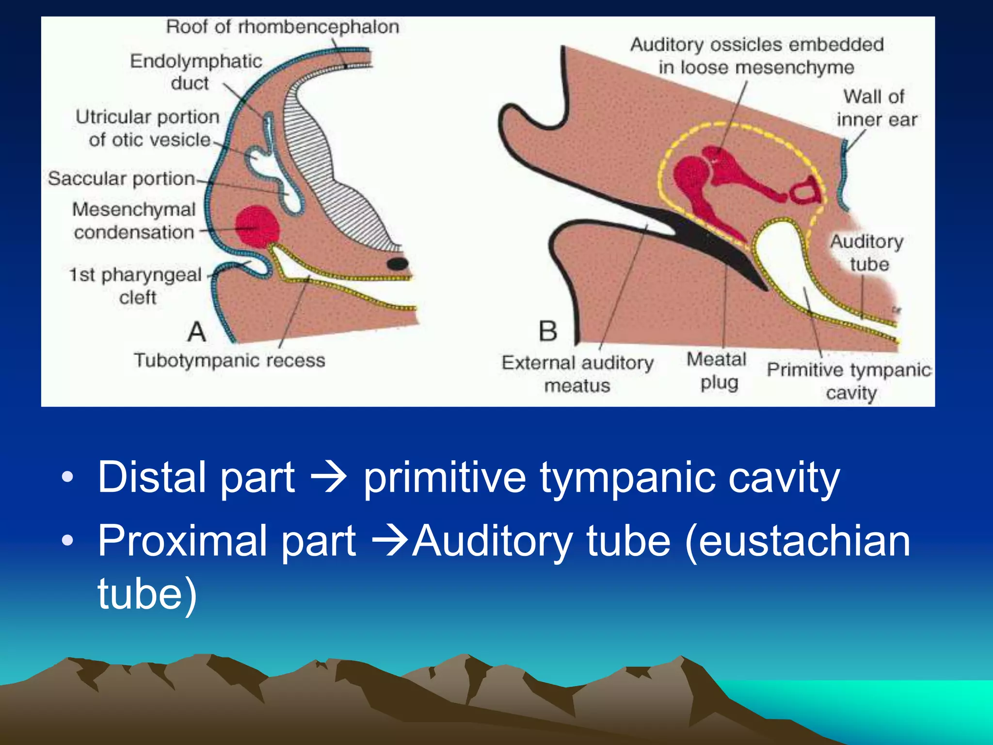 Embryology of ear8 | PPTX