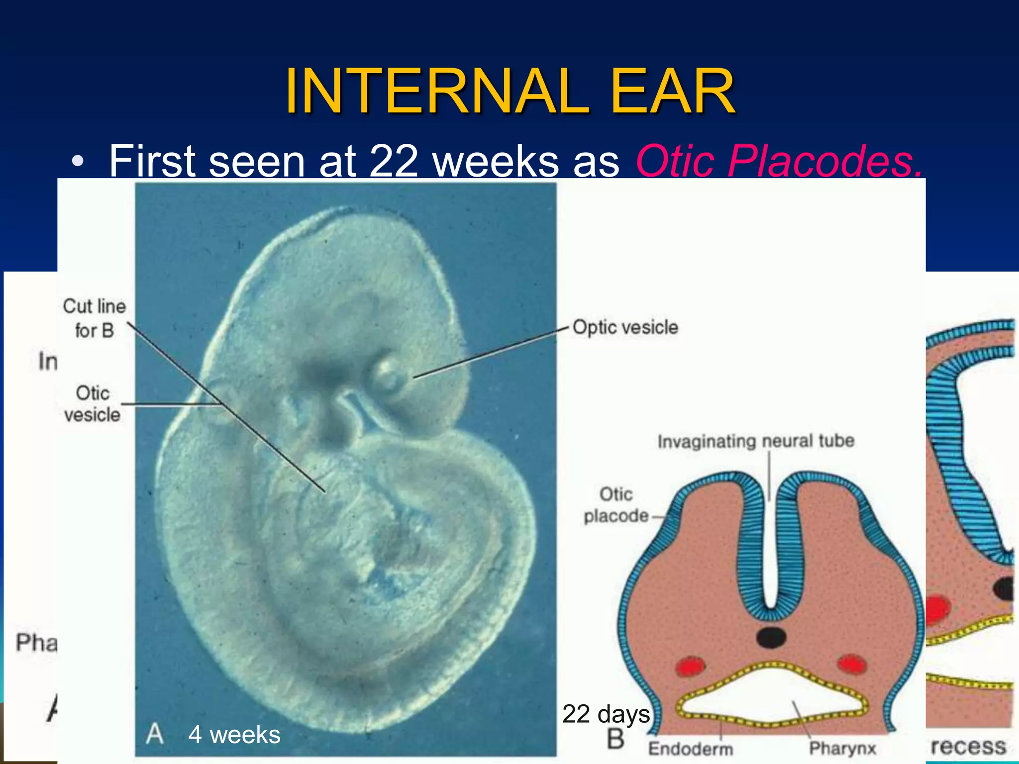 Embryology of ear8 | PPTX