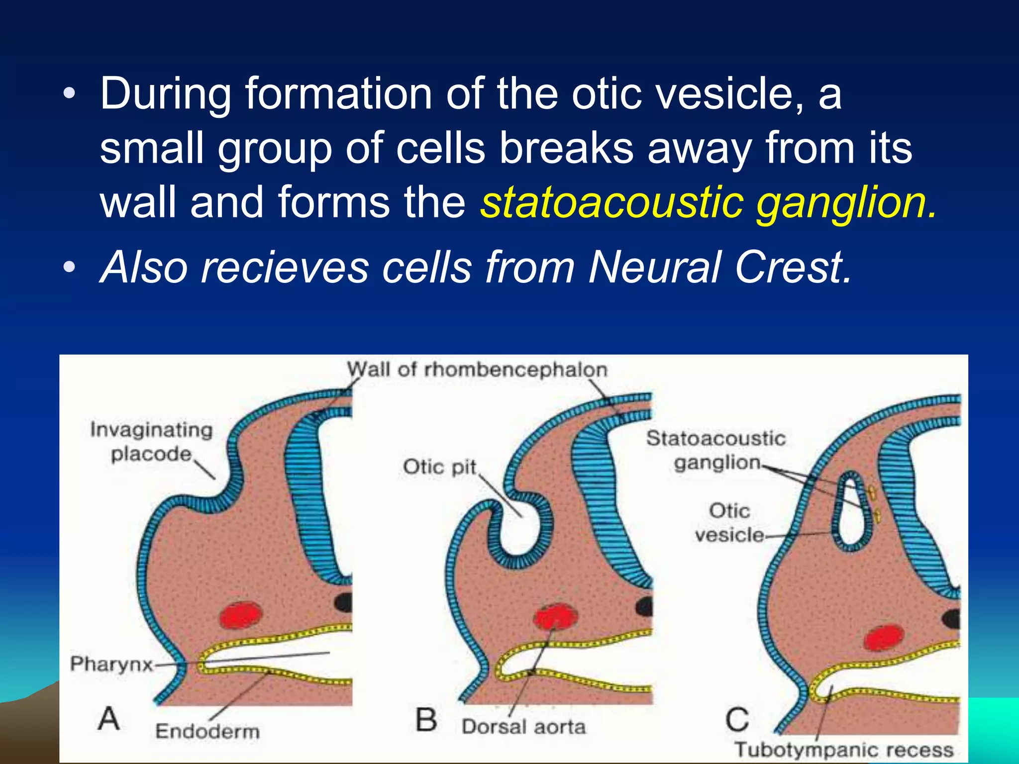 Embryology of ear8 | PPTX