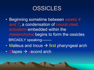 Embryology of ear8 | PPTX