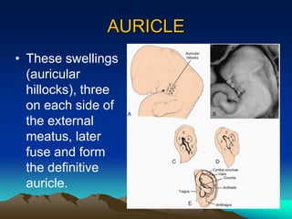 Embryology of ear8 | PPTX