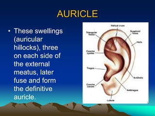 Embryology of ear8 | PPTX