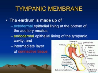 Embryology of ear8 | PPTX
