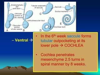 Embryology of ear8 | PPTX