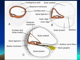 Embryology of ear8 | PPTX