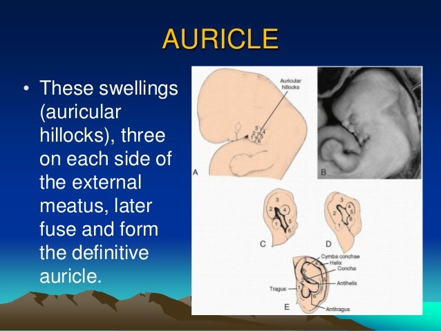 Embryology of ear8