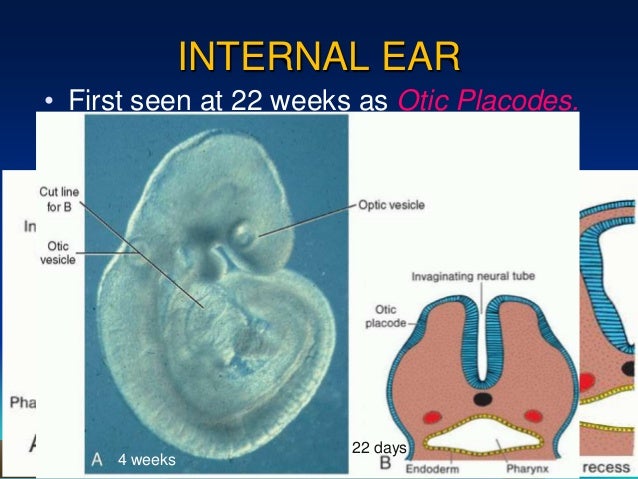 Embryology of ear8