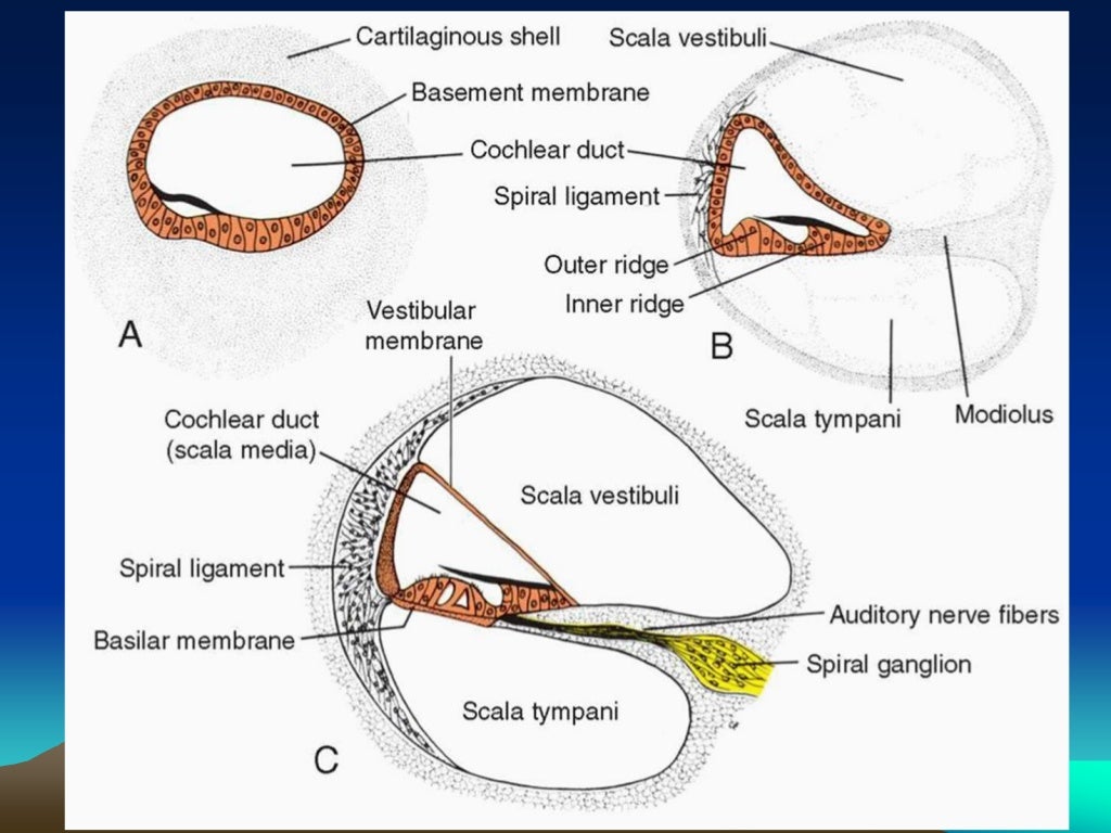 Embryology Of Ear