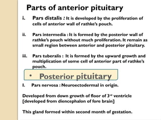 embryology of endocrine gvhyfcfyclands.pptx