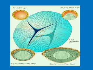 Embryology of eye | PPT