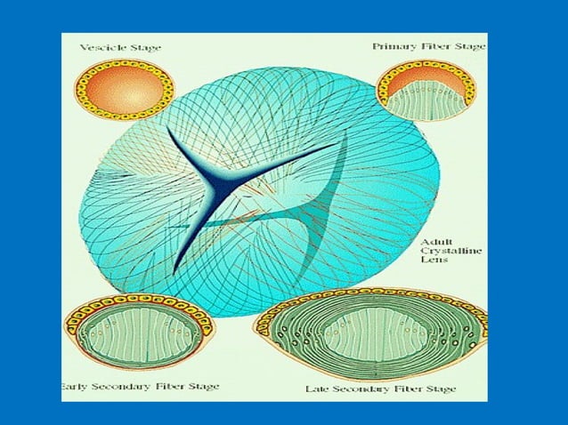 Embryology of eye | PPT