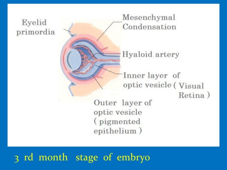 Embryology of eye