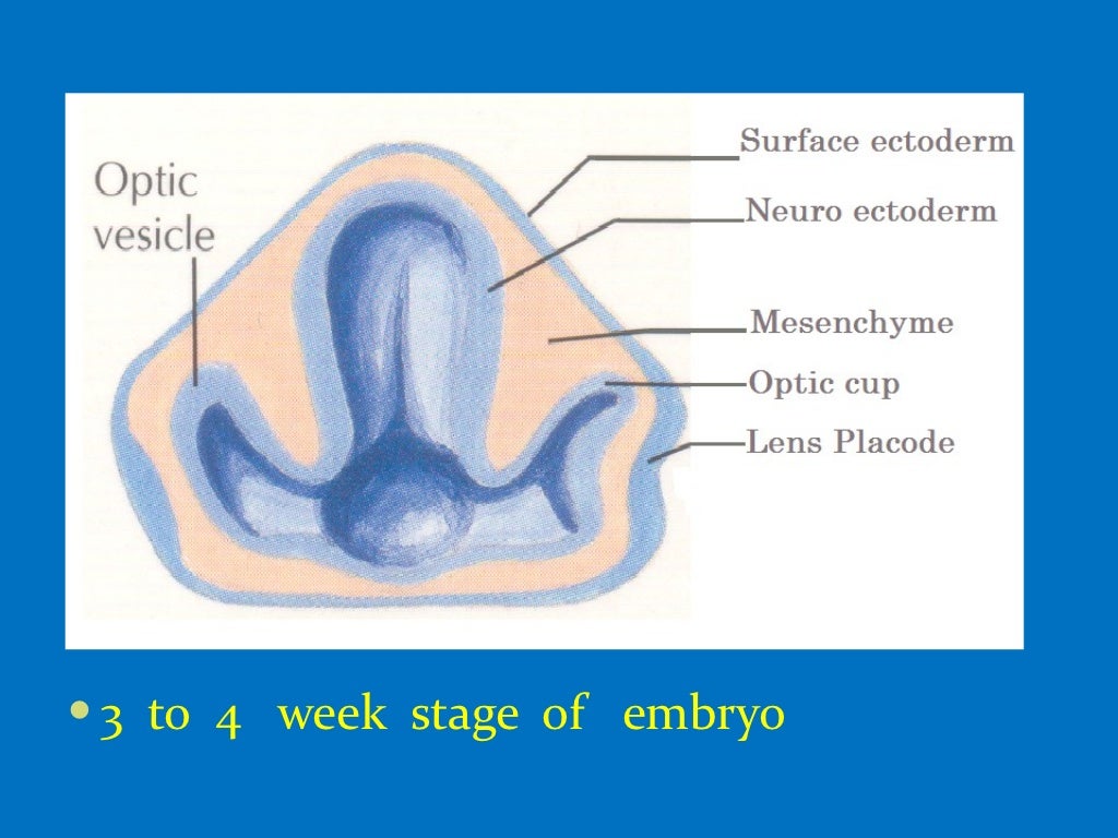 Embryology of eye