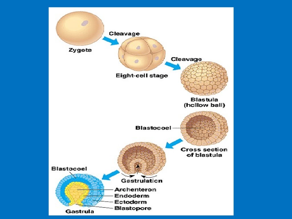 Embryology