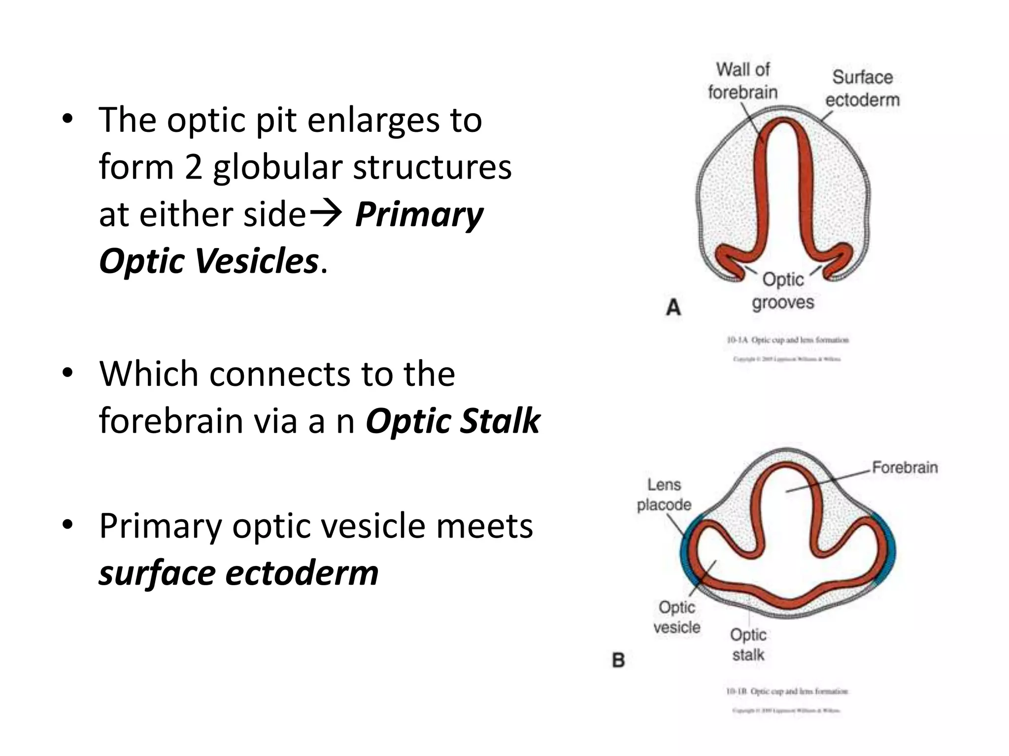 Embryology of eye | PPTX