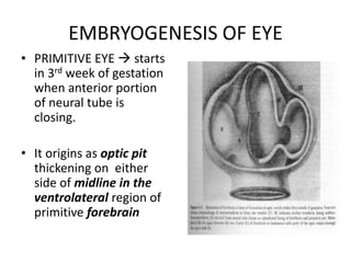 Embryology of eye | PPTX