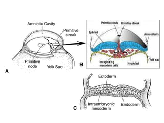 Embryology of eye | PPTX