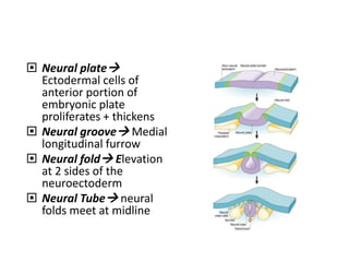 Embryology of eye | PPTX