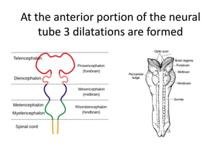 Embryology of eye | PPTX
