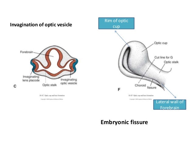 Embryology of eye