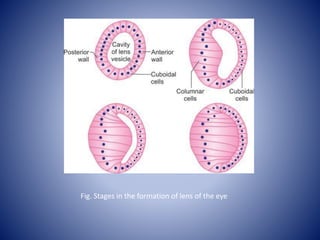 Embryology of eye | PPT