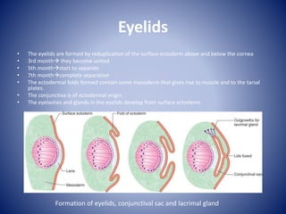 Embryology of eye | PPTX