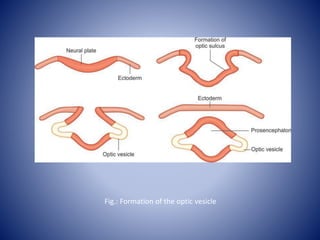 Embryology of eye | PPTX