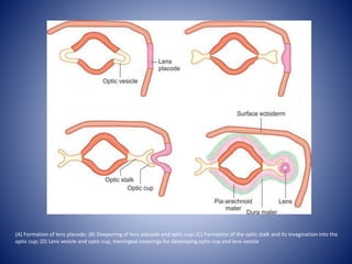Embryology of eye | PPTX