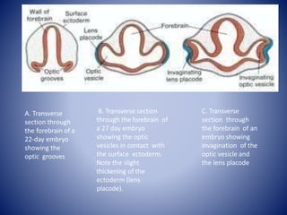 Embryology of eye | PPTX
