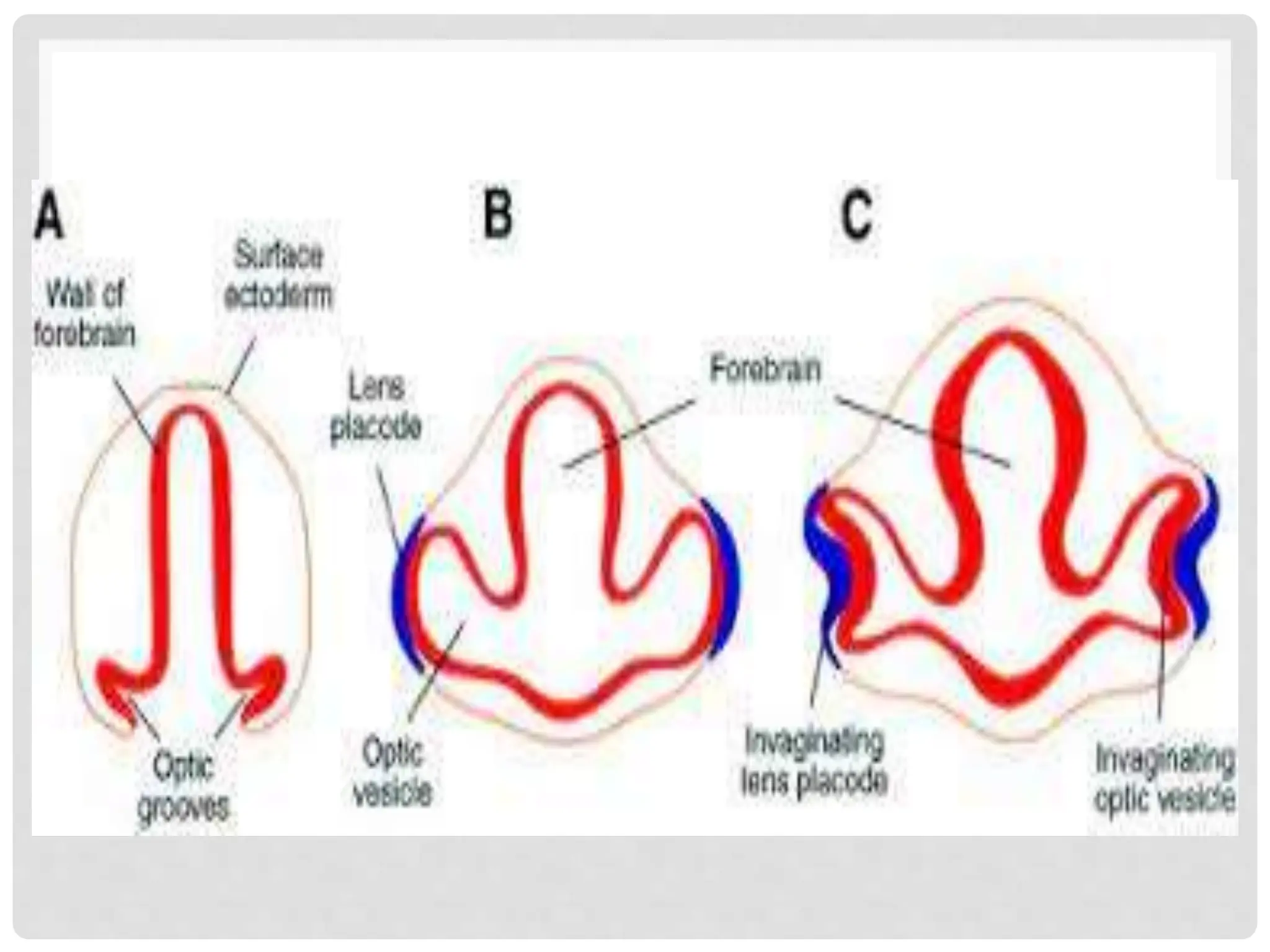 Embryology of Eye.pptx
