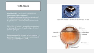 EMBRYOLOGY OF THE EYE ( A brief description) | PDF