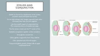 EMBRYOLOGY OF THE EYE ( A brief description) | PDF