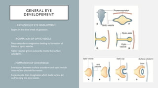 EMBRYOLOGY OF THE EYE ( A brief description) | PDF