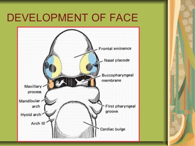 Embryology of face