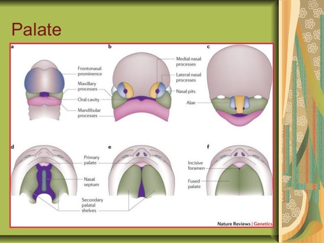 Embryology of face