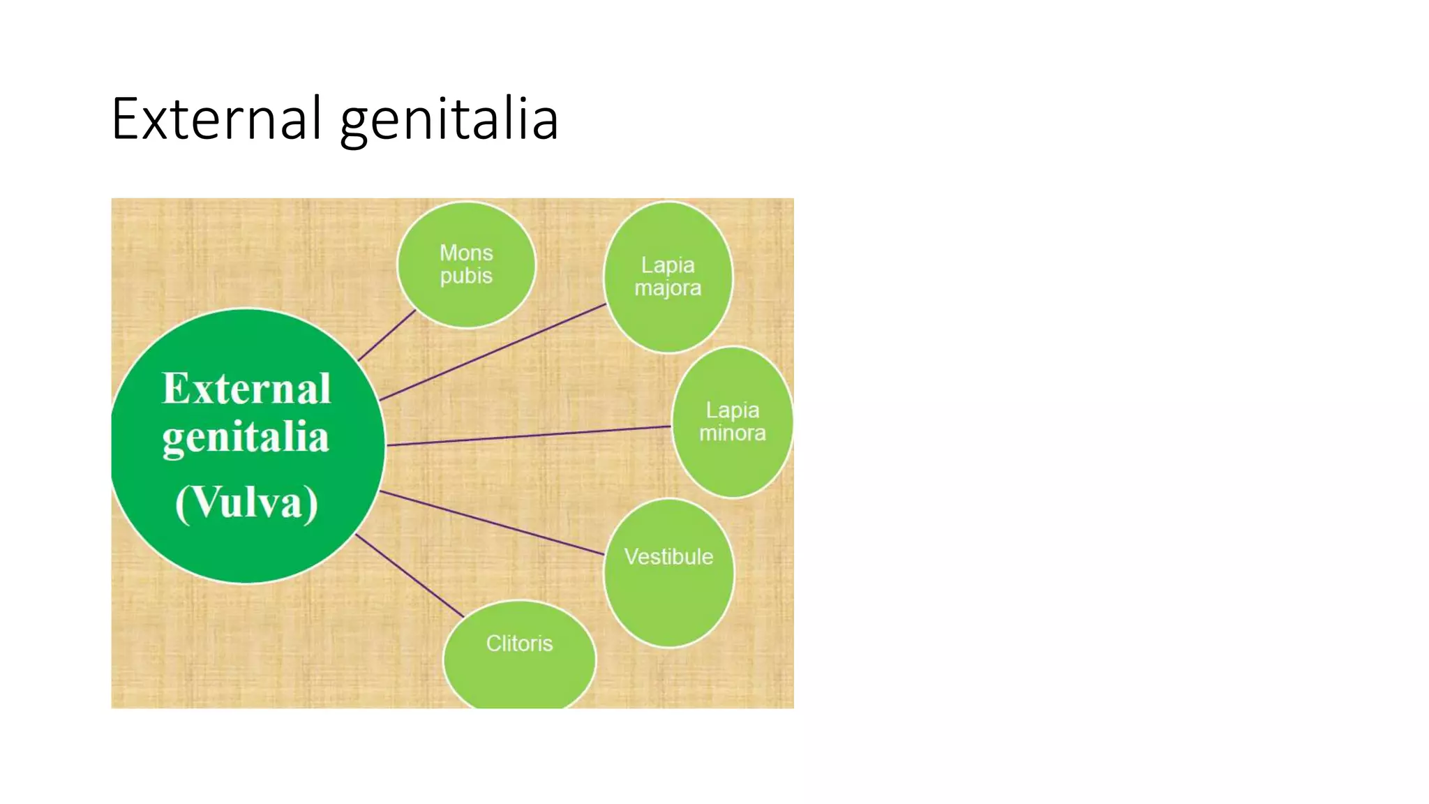 Embryology of female genital organs | PPTX