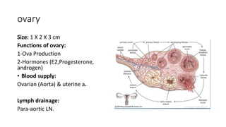 Embryology of female genital organs | PPTX