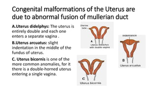 Embryology of female genital organs | PPTX