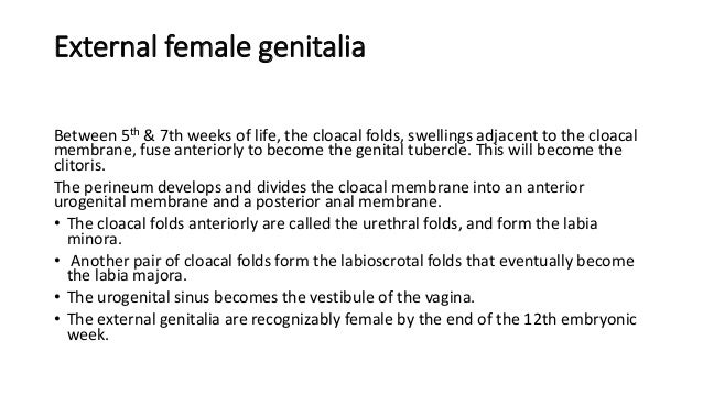 Chapter 107 Development Of The Female External Genital